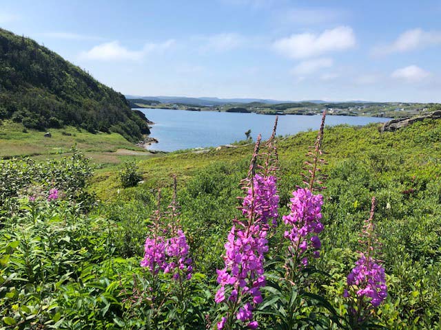 Champney's East, Trinity Bight