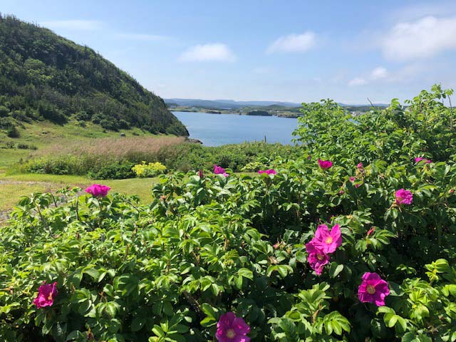 Champney's East, Trinity Bight